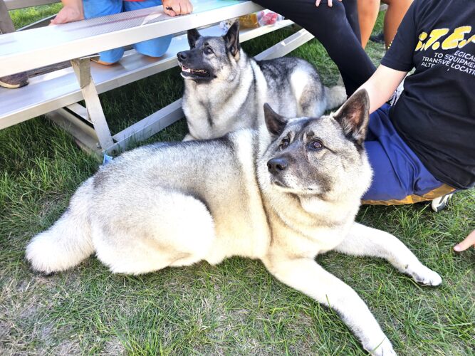 Elkhounds visit guests | News, Sports, Jobs - Minot Daily News